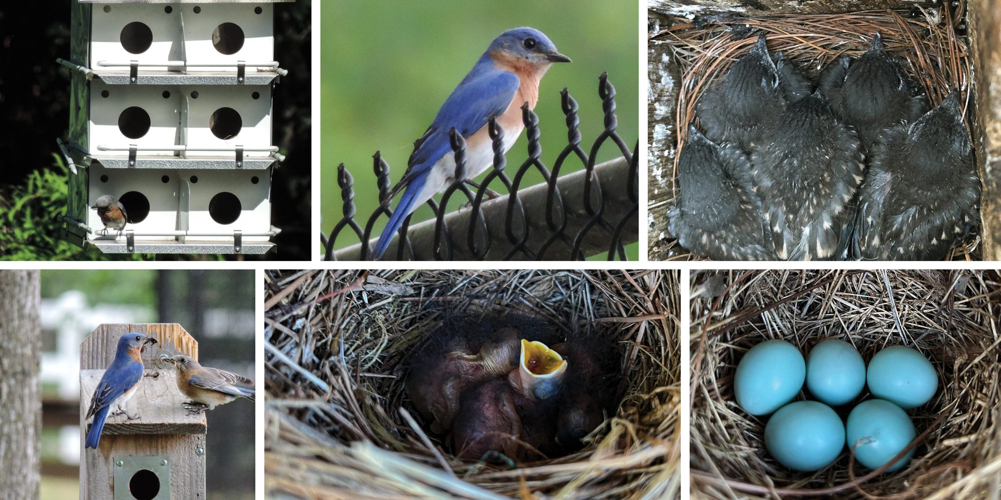 Butterfield’s Bluebird Guardians | Butterfield Trail Village